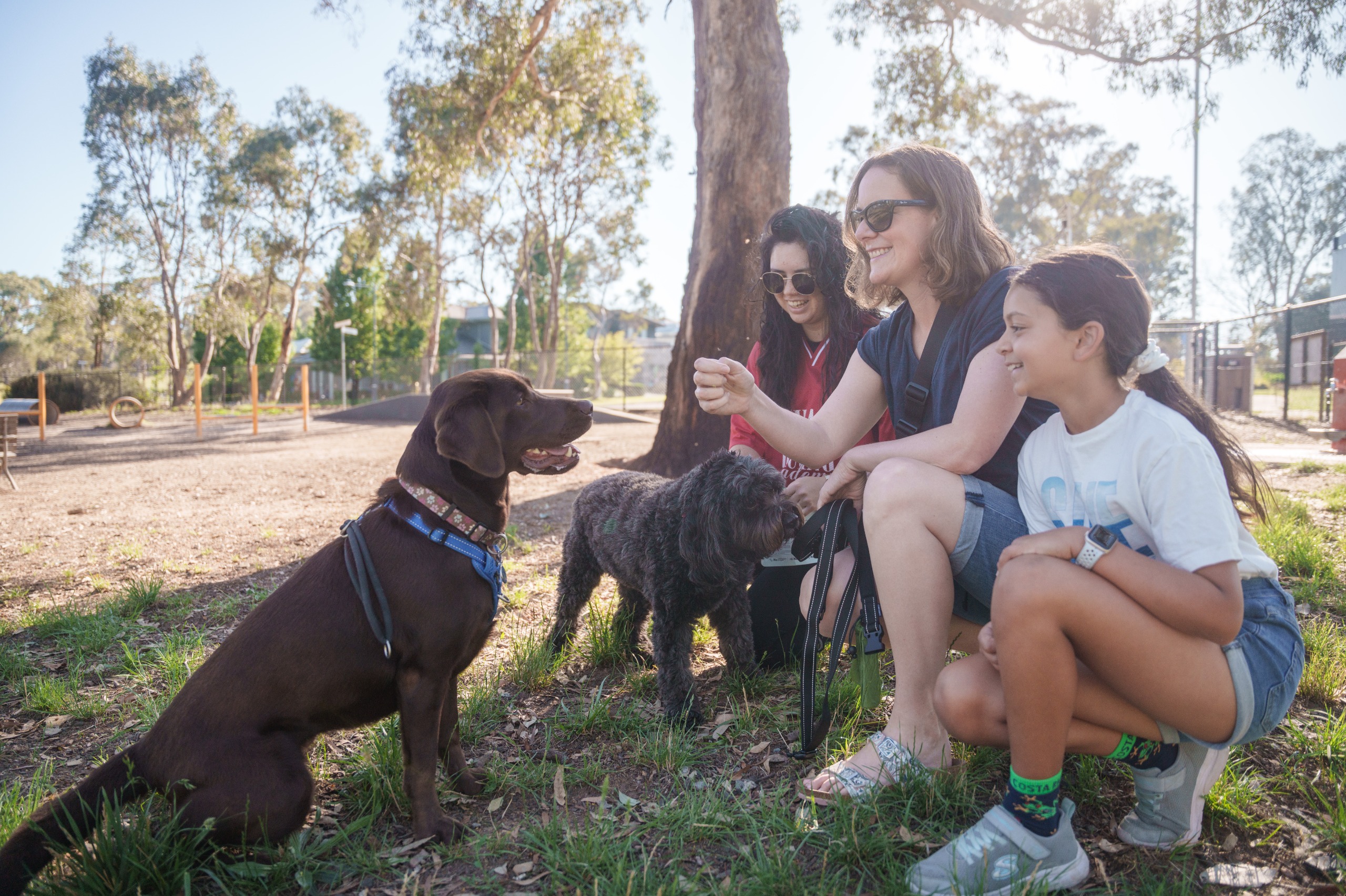 Welfare of Dogs in the ACT Survey | Welfare of Dogs in the ACT ...