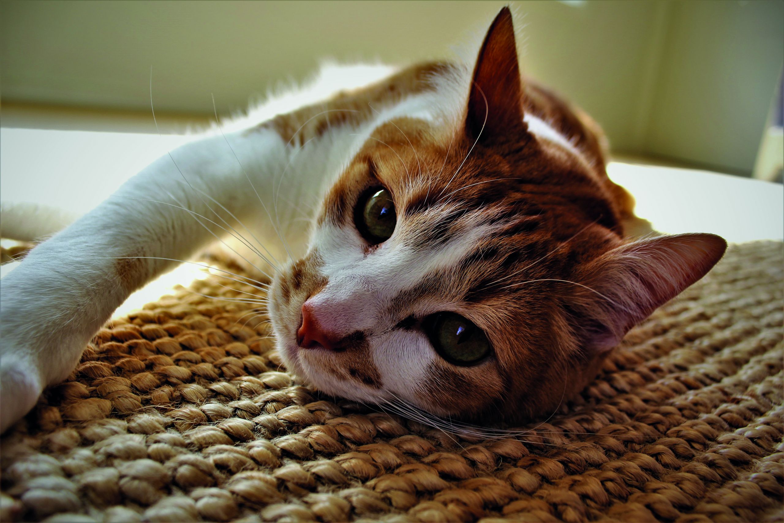 ACT Cat Plan | Cats and dogs | YourSay ACT